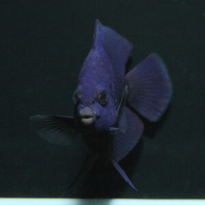Dark Blue midnight pygmy angelfish, Centropge nox, from Fiji at B-box ...
