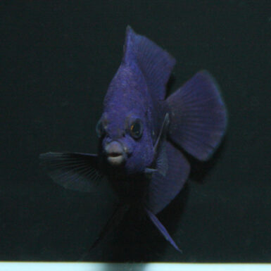 Dark Blue midnight pygmy angelfish, Centropge nox, from Fiji at B-box ...