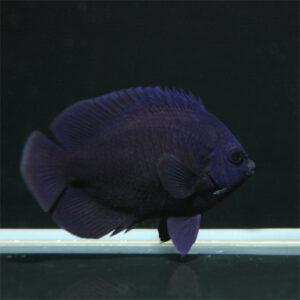 Dark Blue midnight pygmy angelfish, Centropge nox, from Fiji at B-box ...