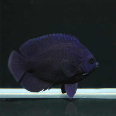 Dark Blue midnight pygmy angelfish, Centropge nox, from Fiji at B-box ...