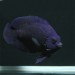 Dark Blue midnight pygmy angelfish, Centropge nox, from Fiji at B-box ...