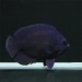 Dark Blue midnight pygmy angelfish, Centropge nox, from Fiji at B-box ...