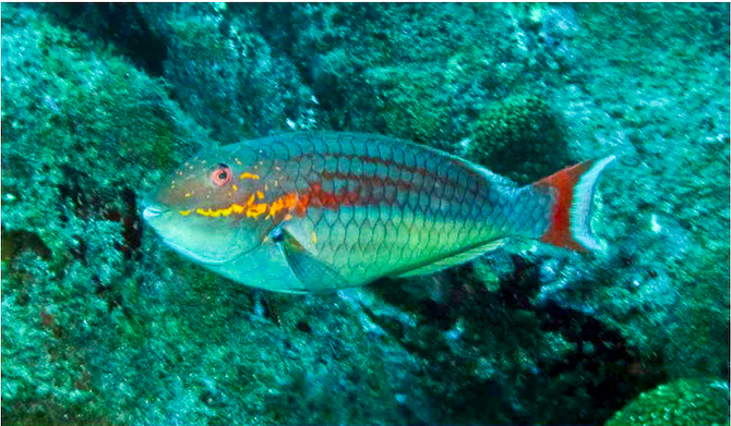 Sparisoma rocha is a new parrotfish species from the Southwestern ...