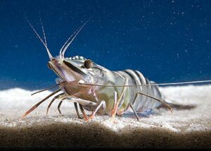 Selectively bred Black Tiger Prawn is easier to raise and breed | Reef ...