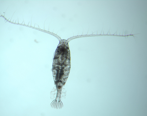Frozen Calanoid copepods from Reef Scientific have their enzymes ...