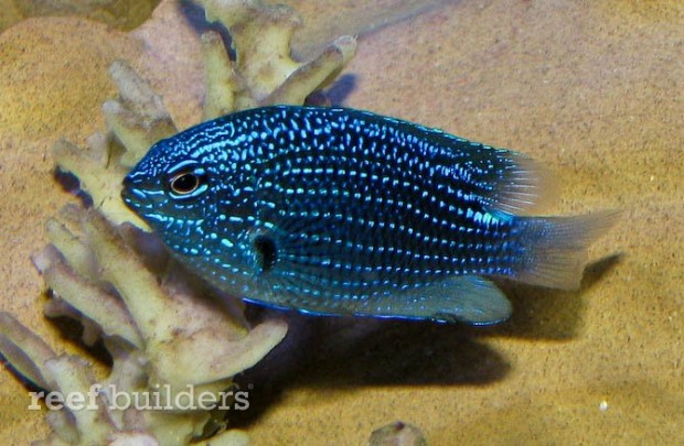 Papua New Guinea Fish & Corals Coming Summer 2019 | Reef Builders | The ...