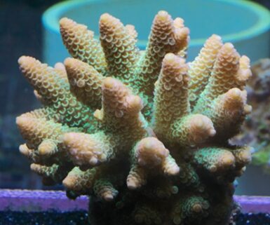 Acropora spathulata is the “thick milli Acro” endemic to Australia ...