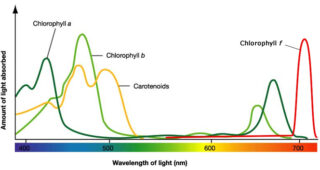 Chlorophyll F, a newly discovered photosynthetic pigment uses infrared ...