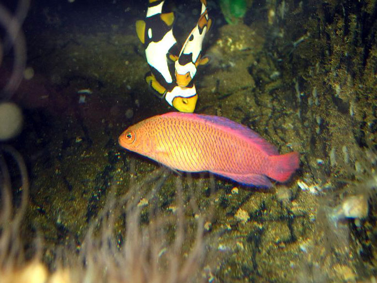 Captive Bred Cypho purpurascens still a rarity! | Reef Builders | The ...