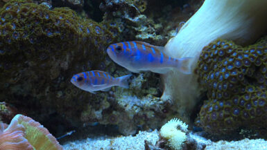Awesome Fish Spotlight: The Chalk Basslet | Reef Builders | The Reef ...