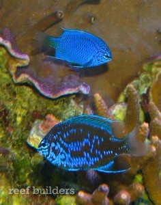 Reuniting With Two of Our Favorite Damselfish, Chrysiptera starcki & C ...