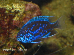 How to Select Fish for a New Reef Tank | Reef Builders | The Reef and ...