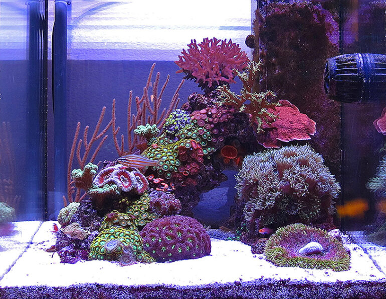 Thinking “Negative”- an overlooked aquascaping aspect | Reef Builders ...