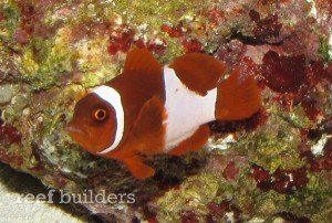 Misbar Maroon clownfish showed off by ORA | Reef Builders | The Reef ...