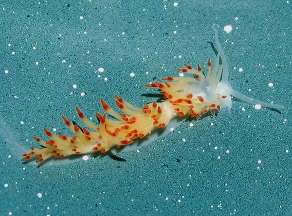 New sea slug discovered off California coast | Reef Builders | The Reef ...