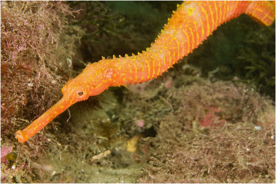 Spiny Sea Dragon successfully captive bred in New Zealand | Reef ...
