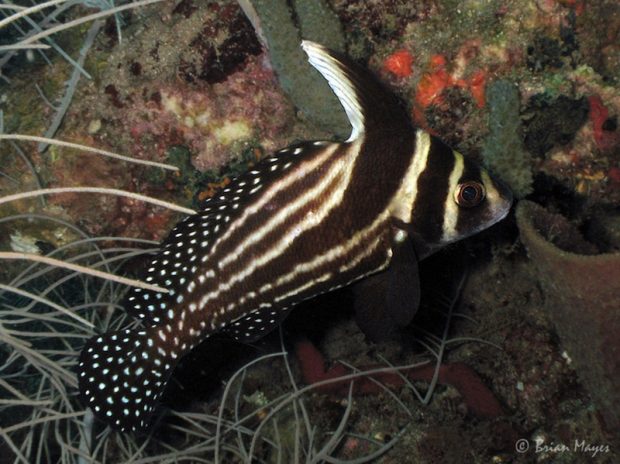 The spotted drum, Equetus punctatus, is one of the most underrated reef ...
