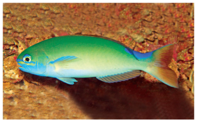 Hoplolatilus randalli is a newly described tilefish from the heart of ...