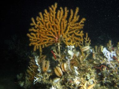 Rare cold water reef found off coast of Africa | Reef Builders | The ...