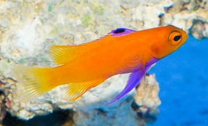 Sensational new pictures show why Gramma dejongi is totally HOT right ...