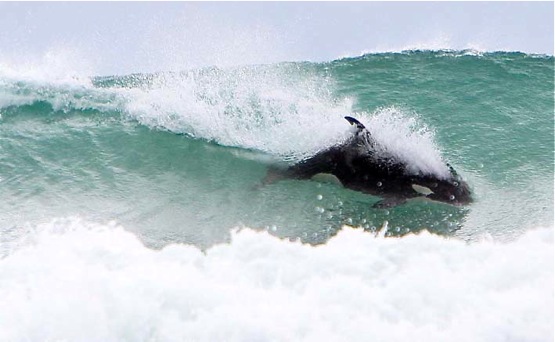 Orcas caught surfing on New Zealand swells | Reef Builders | The Reef ...