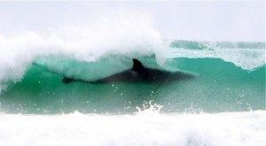 Orcas caught surfing on New Zealand swells | Reef Builders | The Reef ...