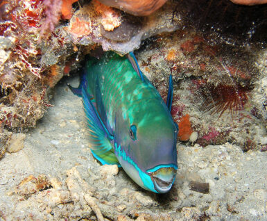 Mucus Cocoon protects some reef fish from nocturnal parasites | Reef ...