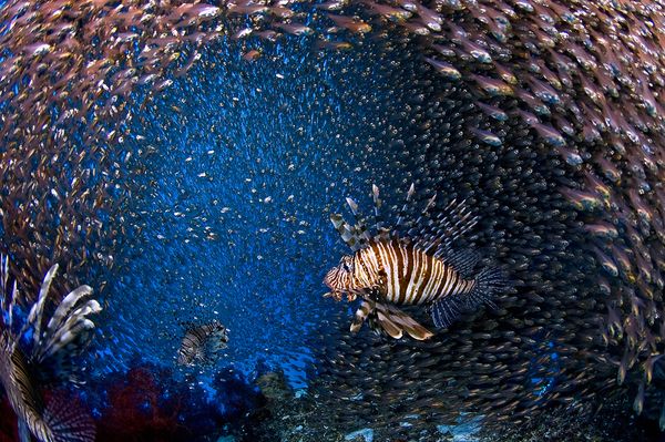 National Geographic showcases top images from 2010 underwater photo ...