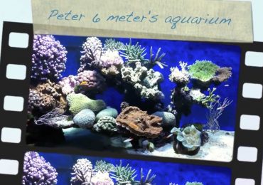 Tag: pieter 6 meter | Reef Builders | The Reef and Saltwater Aquarium Blog