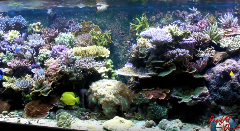 This French reef tank is mature, diverse and well laid out (updated ...