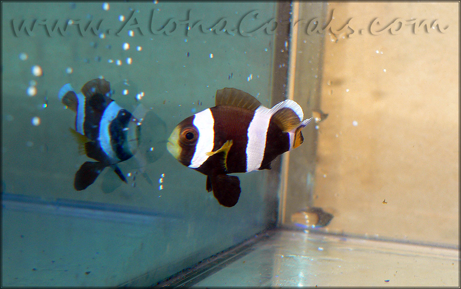 2010 was a massive year for marine fish captive breeding | Reef ...