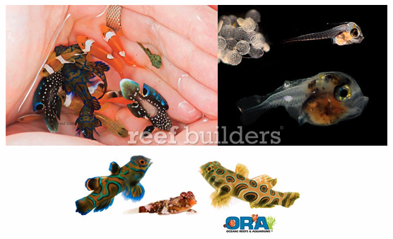 2010 was a massive year for marine fish captive breeding | Reef ...