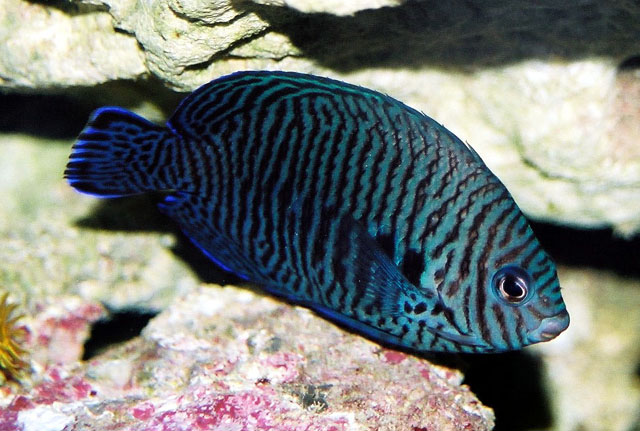 Rare xanthic potter’s angelfish captured by Pacific Tropics | Reef ...