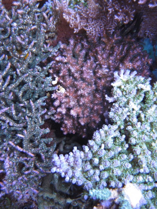 sReef — the skimmerless reef tank of Marko Haaga | Reef Builders | The ...