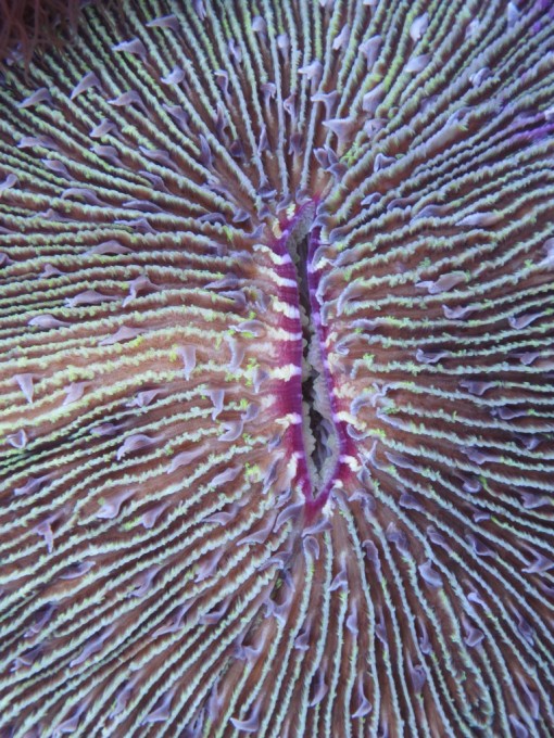 sReef — the skimmerless reef tank of Marko Haaga | Reef Builders | The ...