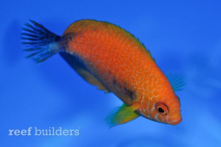 Reef Builders top ten livestock picks of 2010 | Reef Builders | The ...