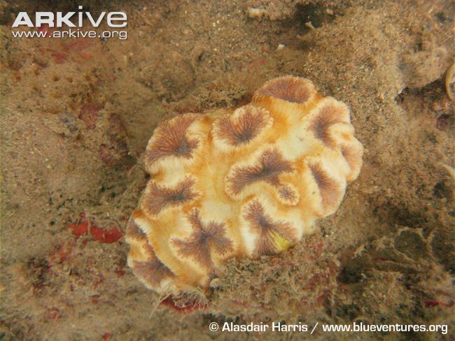 Top ten evolutionary distinct stony corals listed by EDGE of Existence ...