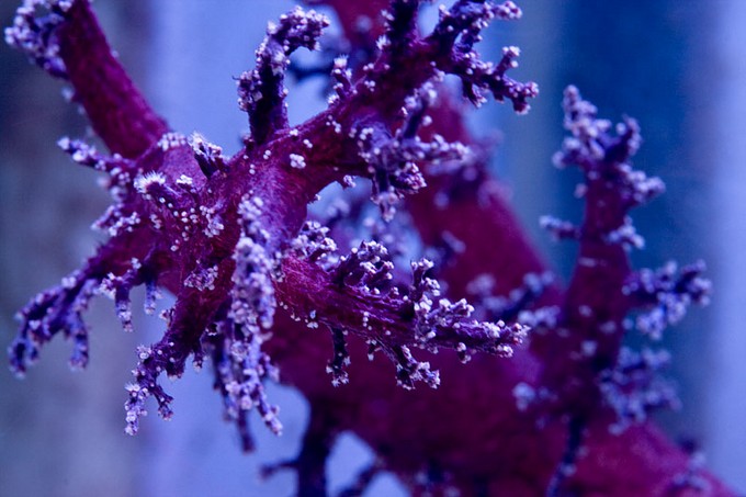 The non-Photosynthetic reef tank of Mike Cao is what Azoox reefing all ...