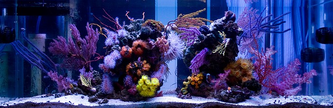 The non-Photosynthetic reef tank of Mike Cao is what Azoox reefing all ...
