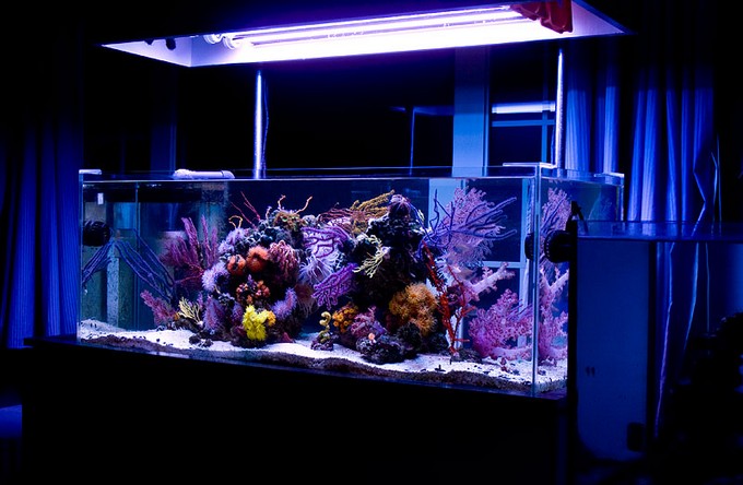 The non-Photosynthetic reef tank of Mike Cao is what Azoox reefing all ...