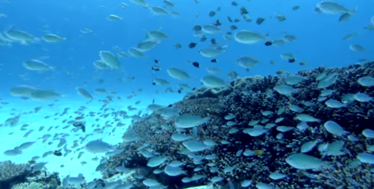 Natural reef bommies are the ultimate aquascaping inspiration | Reef ...