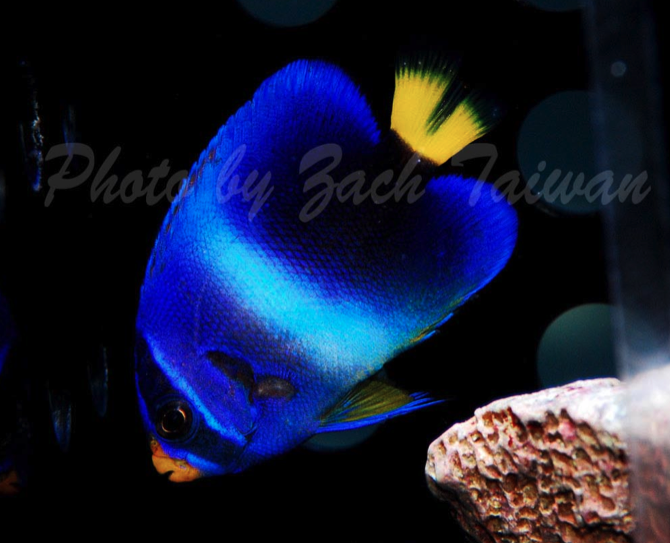 Africanus angelfish juvenile is one of the bluest fish in the sea ...