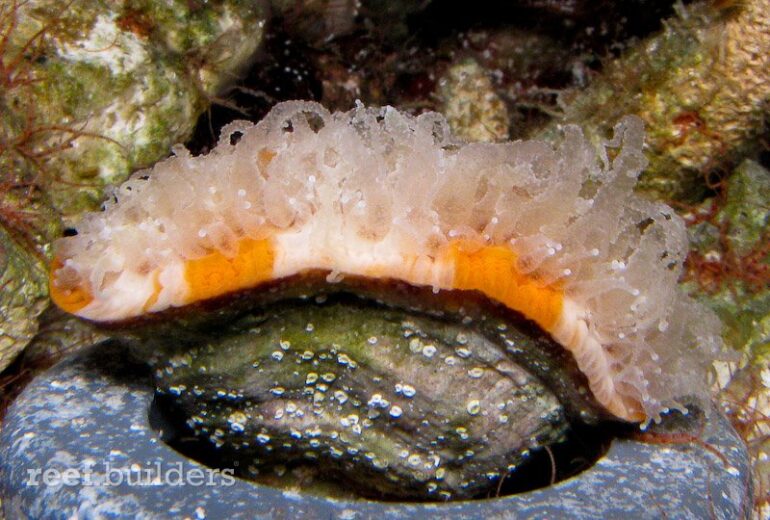 Flabellum, a little known genus of fleshy azoox coral | Reef Builders ...