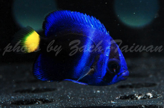 Africanus angelfish juvenile is one of the bluest fish in the sea ...