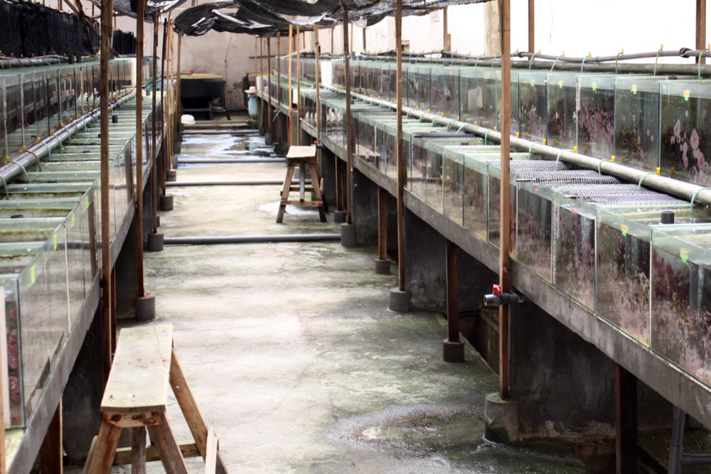 The Pinnatus Batfish producer steps forward with answers! | Reef ...