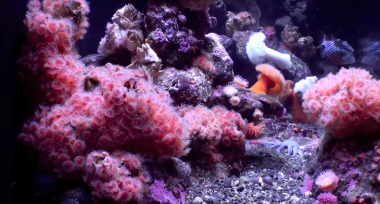 The cold water reef tank of Steve Weast is Azoox with stealth water ...