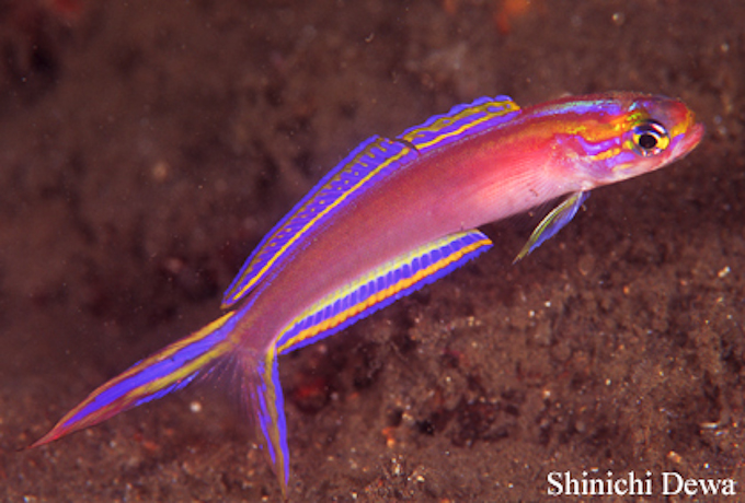 Navigobius dewa, a new firefish genus and species | Reef Builders | The ...