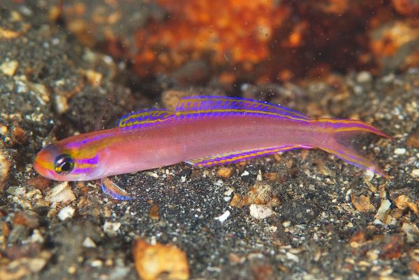 Navigobius dewa, a new firefish genus and species | Reef Builders | The ...