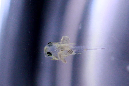 The Pinnatus Batfish producer steps forward with answers! | Reef ...