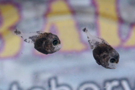 The Pinnatus Batfish producer steps forward with answers! | Reef ...